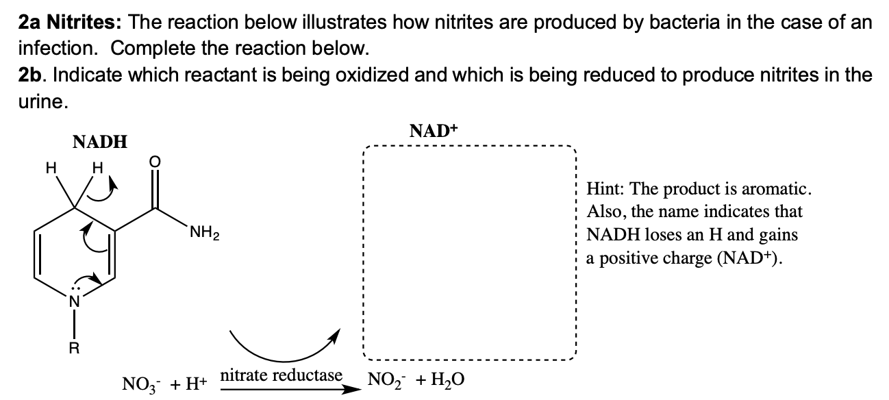 Solved 2a Nitrites: The reaction below illustrates how | Chegg.com