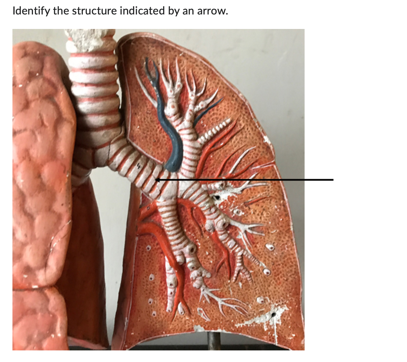 Solved Identify the structure indicated by an arrow. | Chegg.com