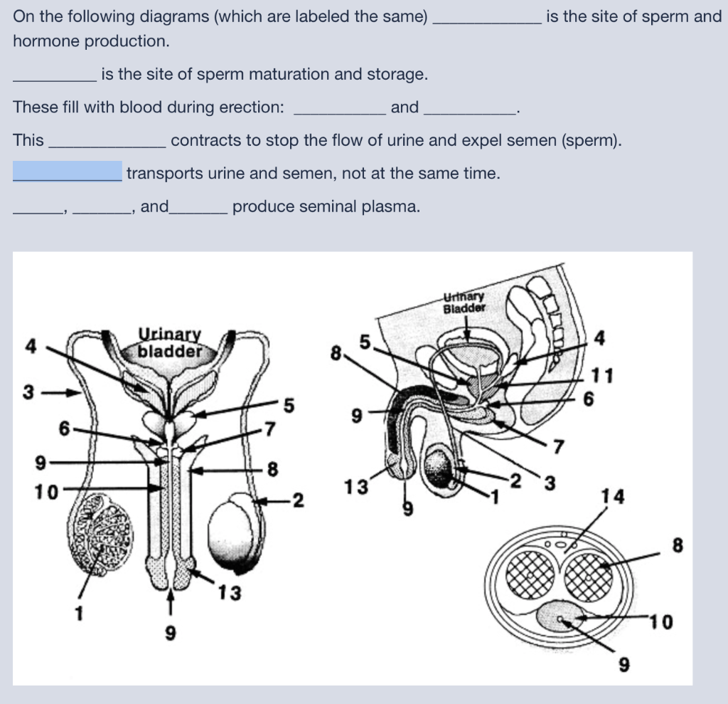 Solved Fill In The Paragraph Using The Following Diagrams