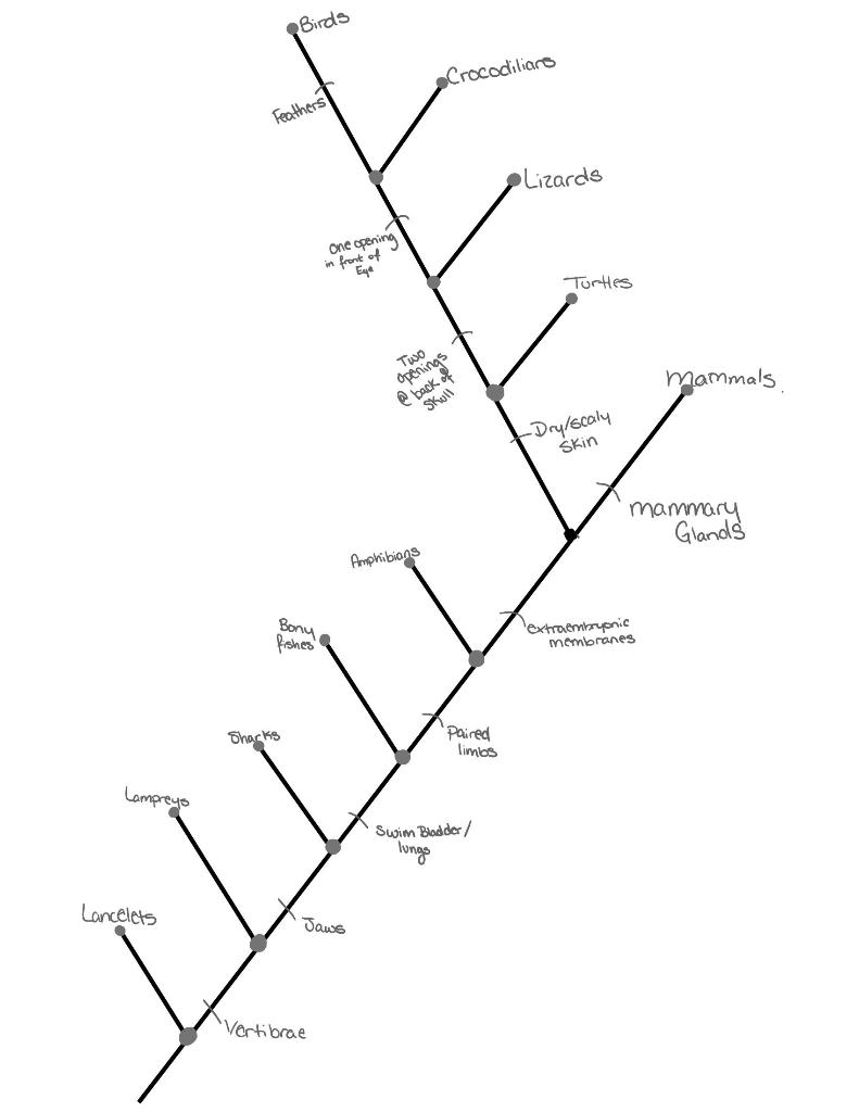 Solved Could I please get some feed back on this cladogram | Chegg.com