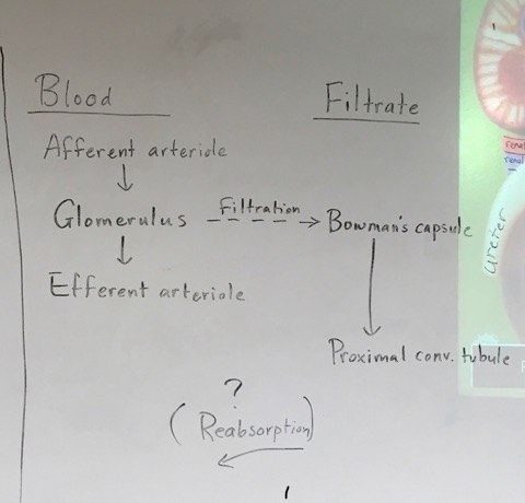 Solved Draw a flow chart to follow the path of blood vs. | Chegg.com