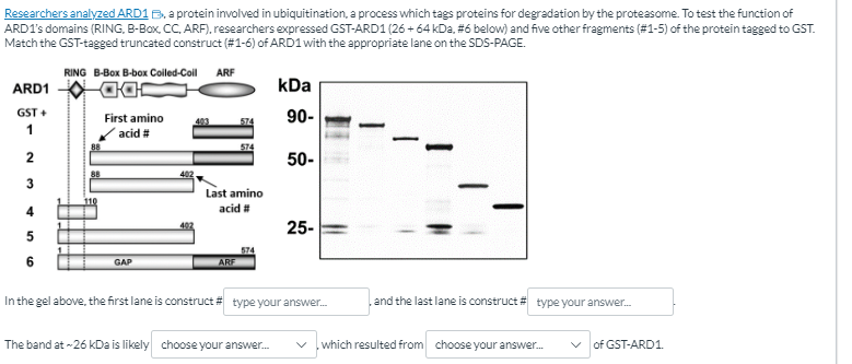 Solved Researchers analyzed ARD1 5 , ﻿a protein involved in | Chegg.com