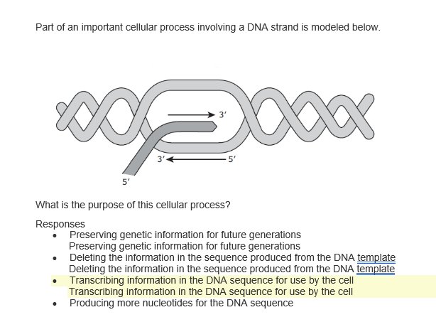 Solved Part of an important cellular process involving a DNA | Chegg.com