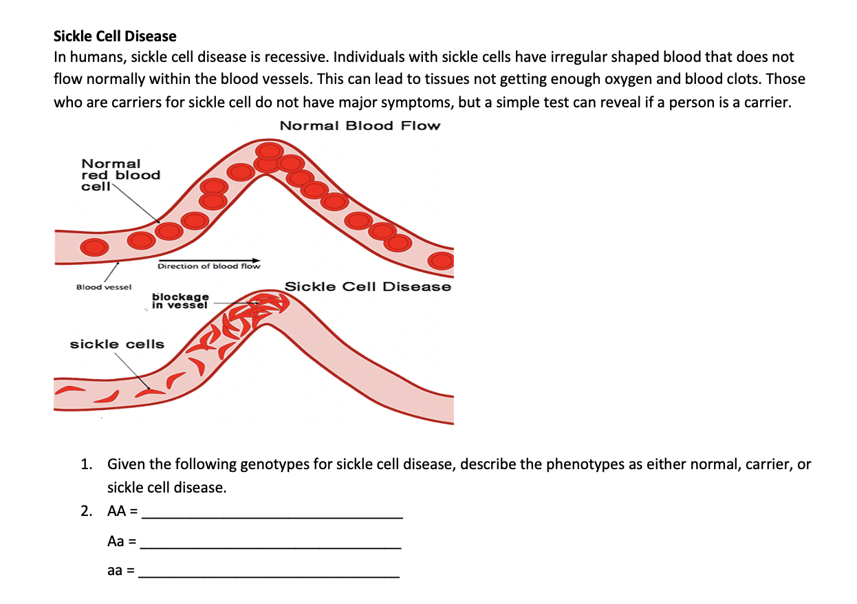 Solved Sickle Cell Disease In humans, sickle cell disease is | Chegg.com