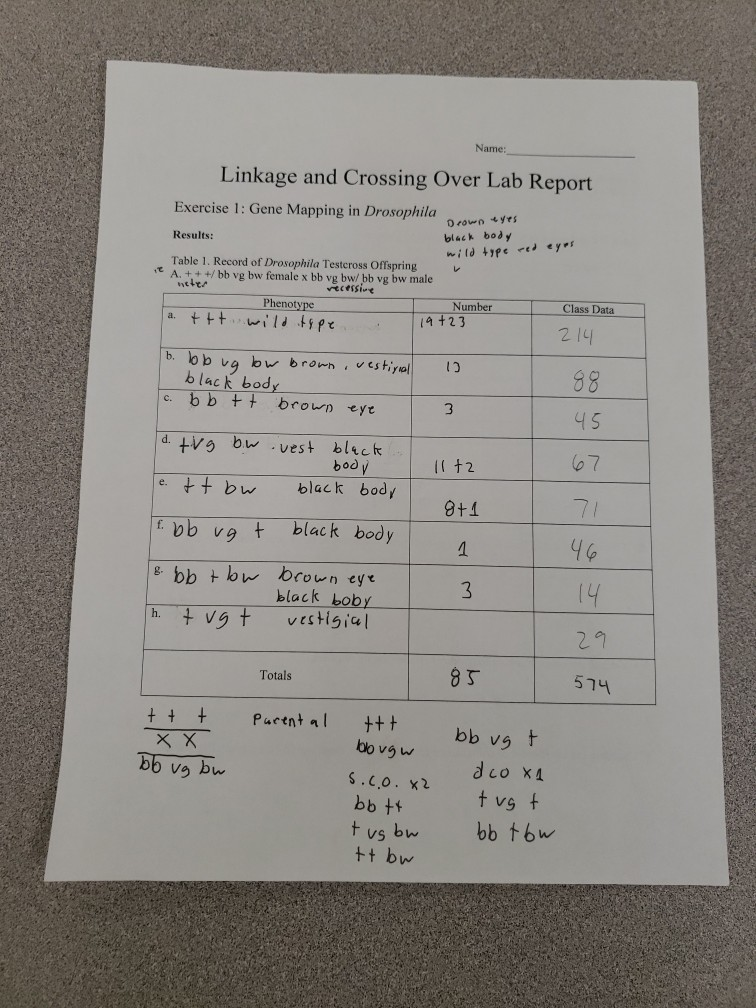 Name Linkage and Crossing Over Lab Report Exercise 1: | Chegg.com