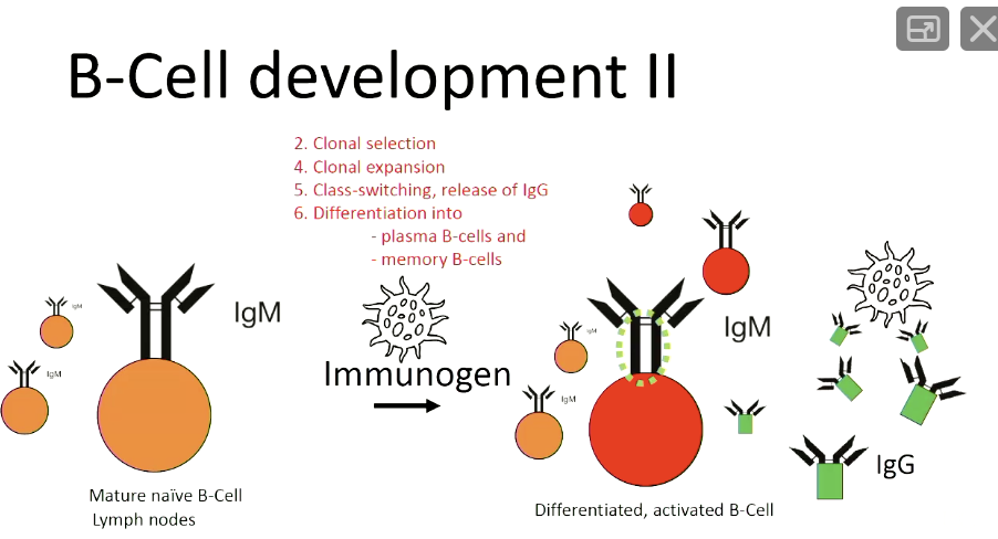 Solved 스 B-Cell development | 1a. V(D) rearrangement 1b. | Chegg.com