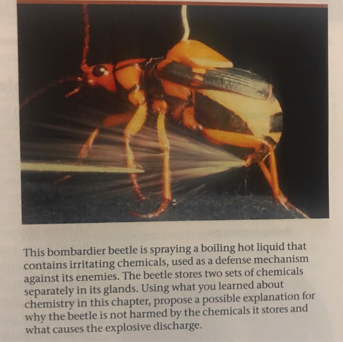 Solved This bombardier beetle is spraying a boiling hot | Chegg.com