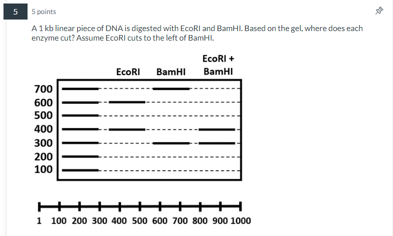 A 1 kb linear piece of DNA is digested with EcoRI and | Chegg.com