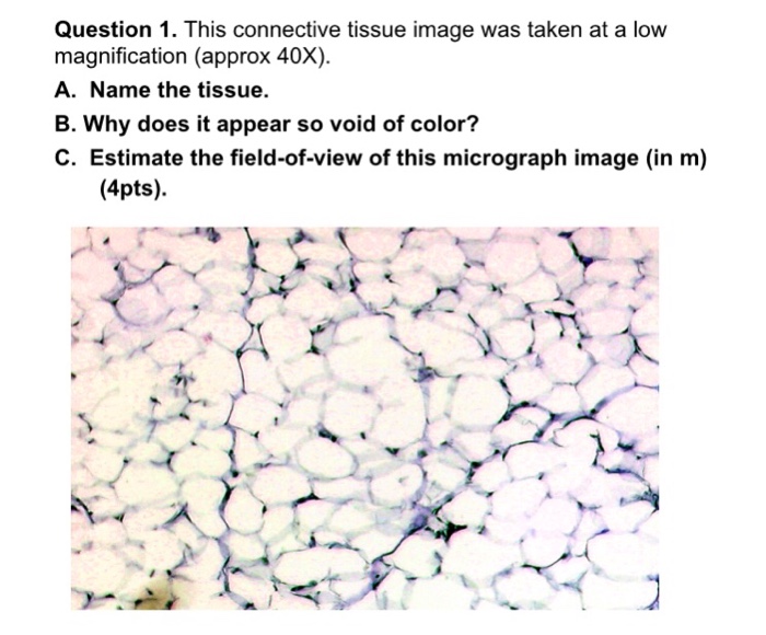 Question 1. This connective tissue image was taken at | Chegg.com
