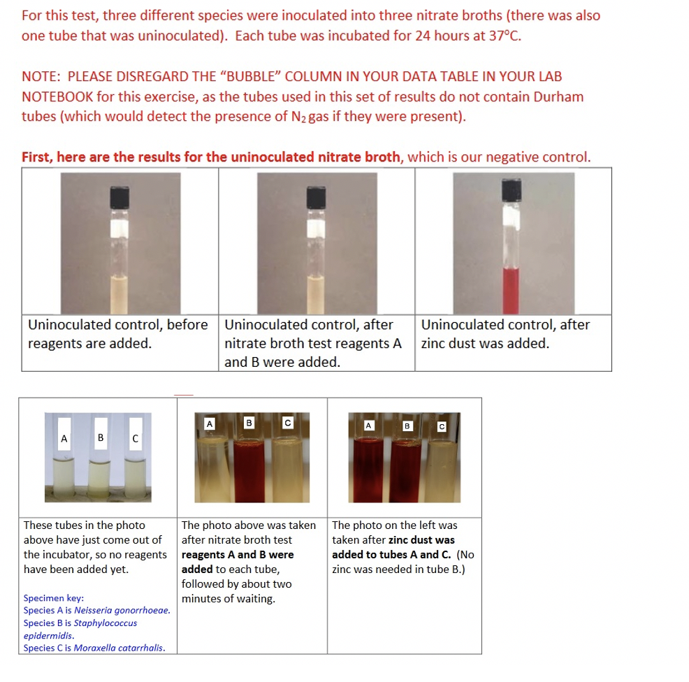 Nitrate Reduction Test Purpose: Standard tests for | Chegg.com