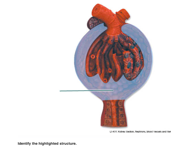 Solved Identify the highlighted structure. | Chegg.com