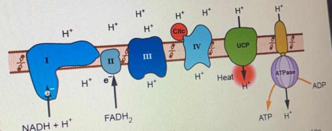 Proton Gradient Formation And Atp Synthesis Masteringbiology
