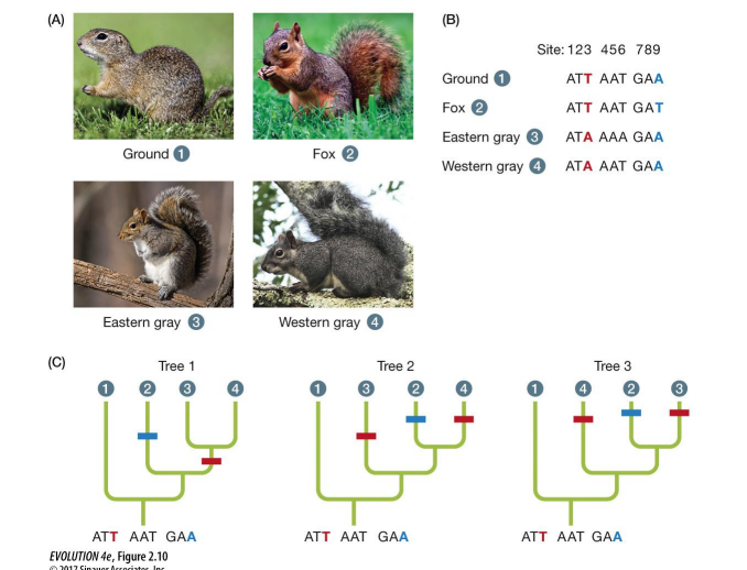 Practice building phylogenies In class, we had used | Chegg.com