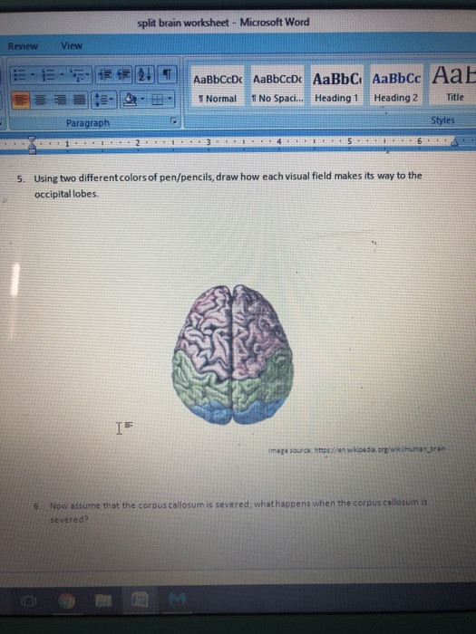 Solved split brain worksheet - Microsoft Word Review View | Chegg.com