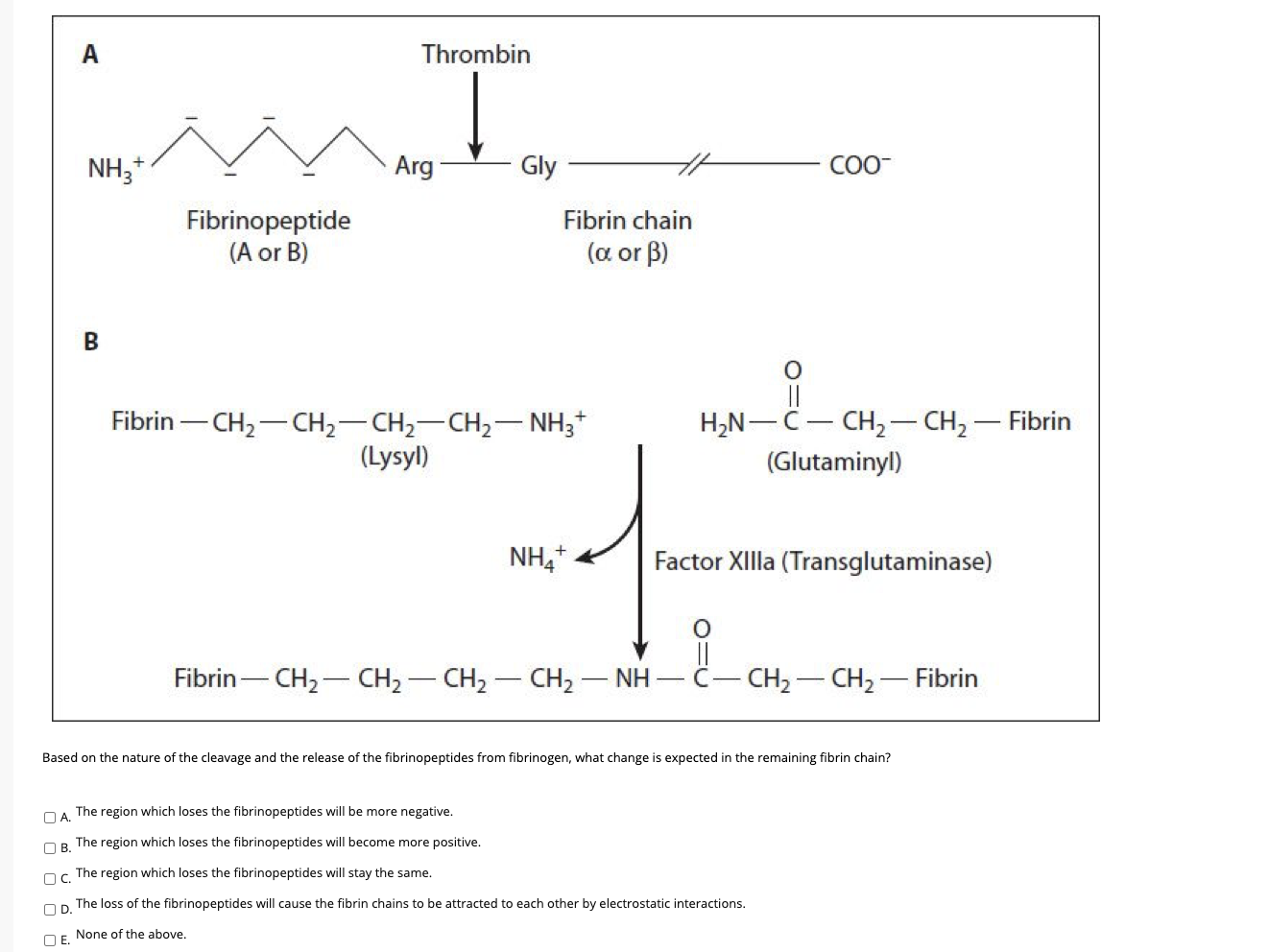 Solved A Thrombin I NH3+ Arg Gly COO- Fibrinopeptide (A or | Chegg.com