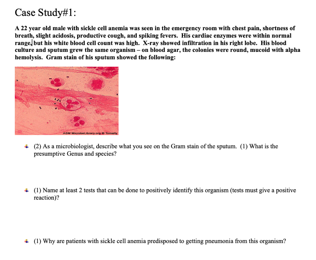 Solved Microbiology/ Clinical Microbiology - Gram-Positive | Chegg.com