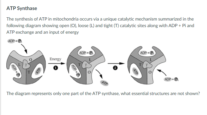 Solved ATP Synthase The synthesis of ATP in mitochondria | Chegg.com