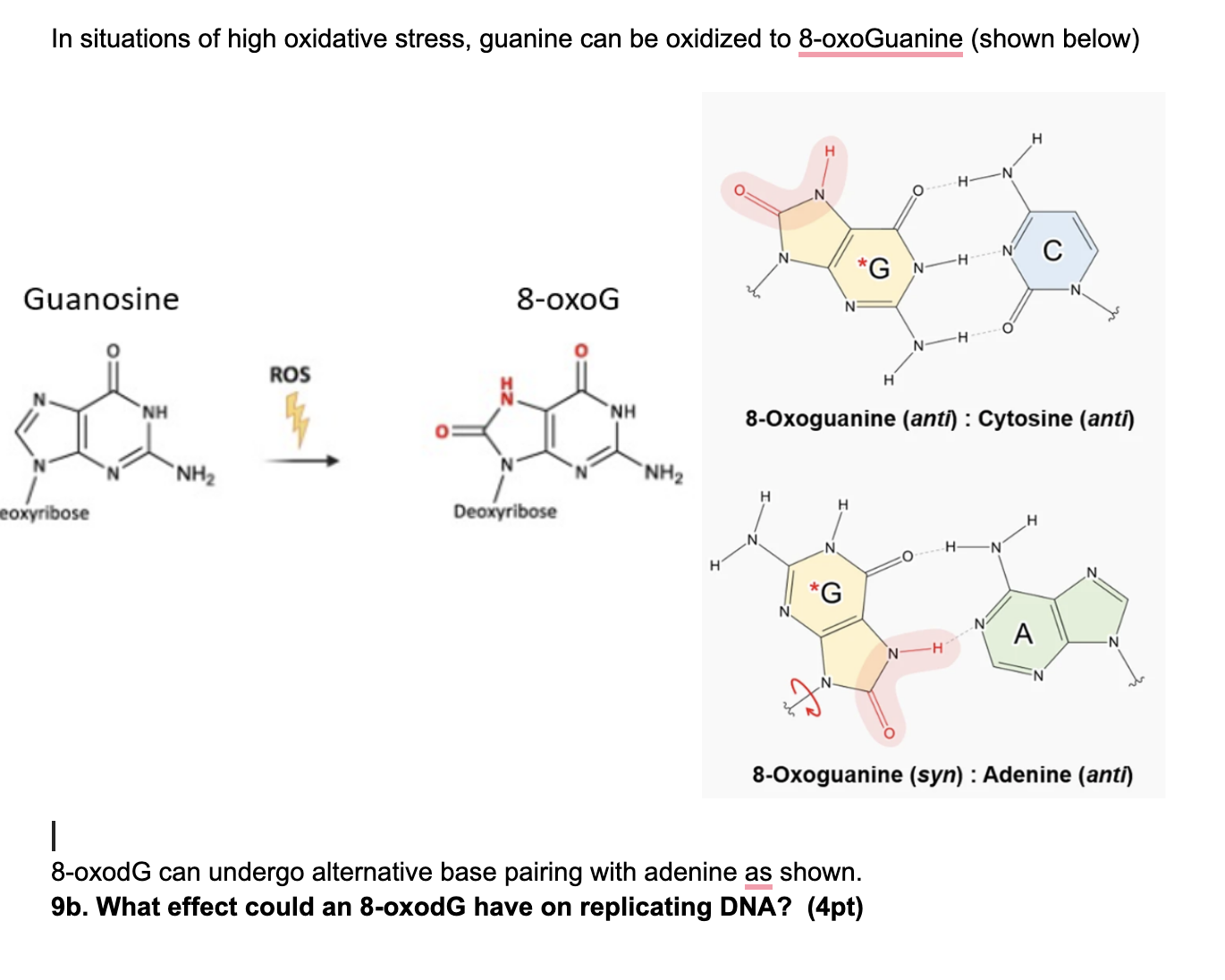 Solved In situations of high oxidative stress, guanine can | Chegg.com