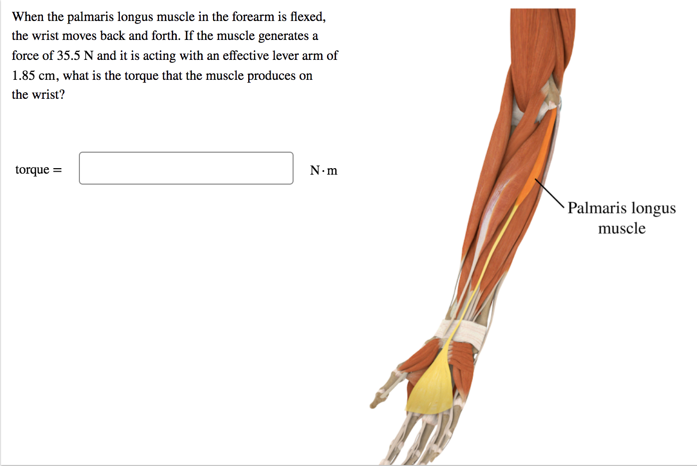 Solved When the palmaris longus muscle in the forearm is | Chegg.com