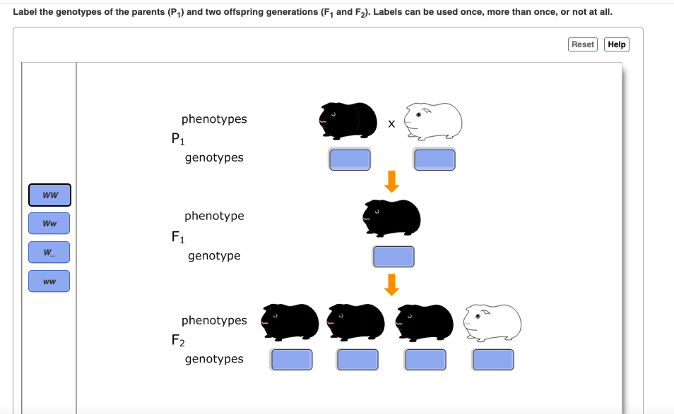 Solved Label the genotypes of the parents (P1) and two | Chegg.com