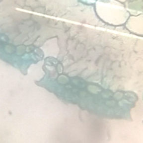 Solved Label the guard cells, subsidiary cells, and | Chegg.com