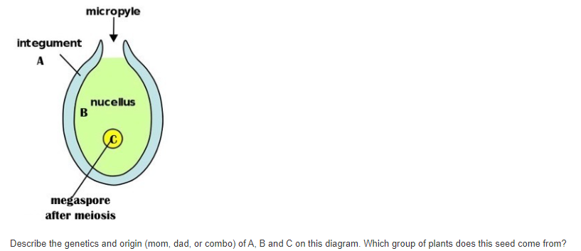 Solved micropyle integument А nucellus B megaspore after | Chegg.com