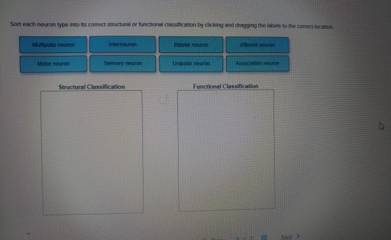Solved Sort each neuron type into its correct structural or | Chegg.com