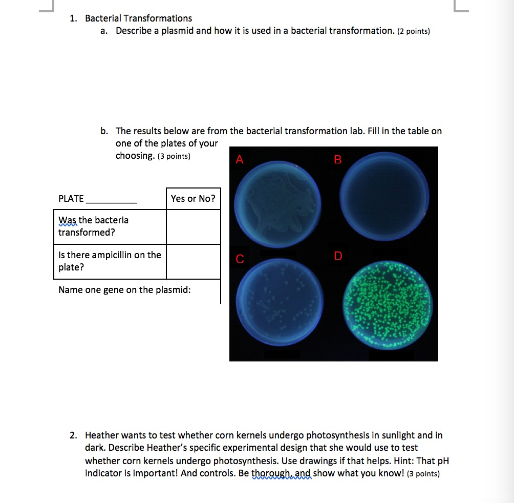 Solved Activity 1: Bacterial Transformation (Experiment) | Chegg.com