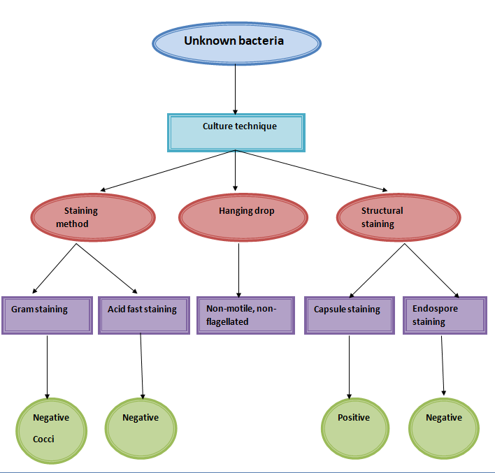 Solved Unknown bacteria Culture technique Staining method | Chegg.com