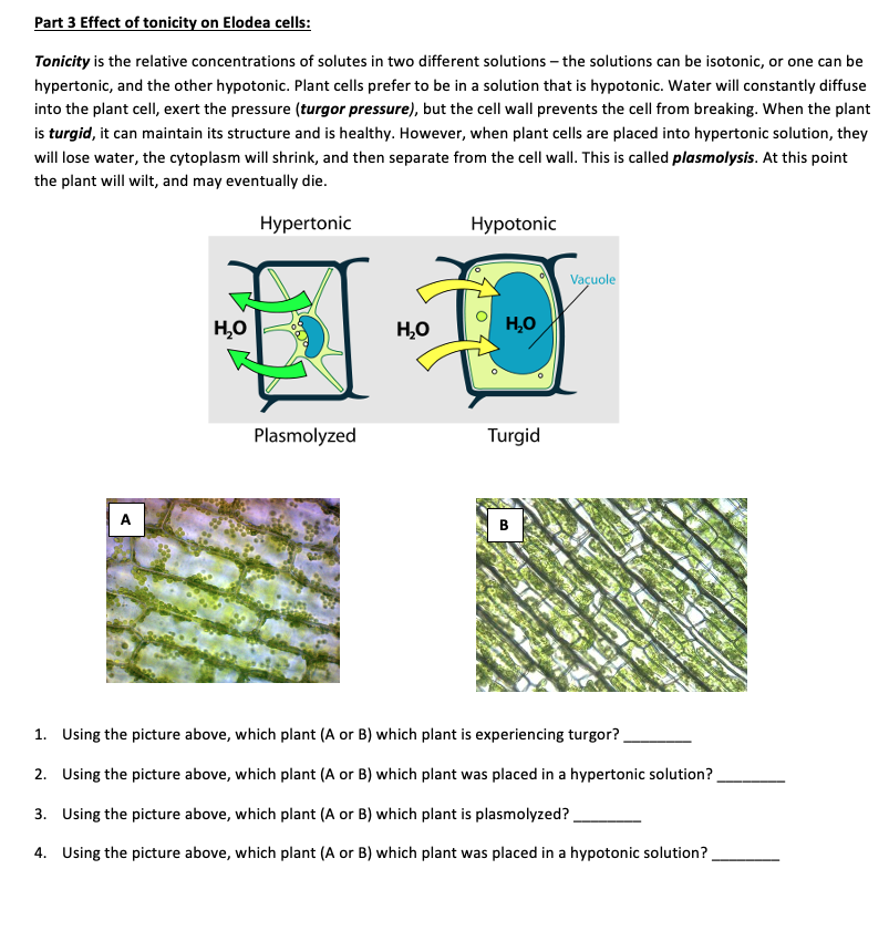 Solved Part 3 Effect of tonicity on Elodea cells: Tonicity | Chegg.com