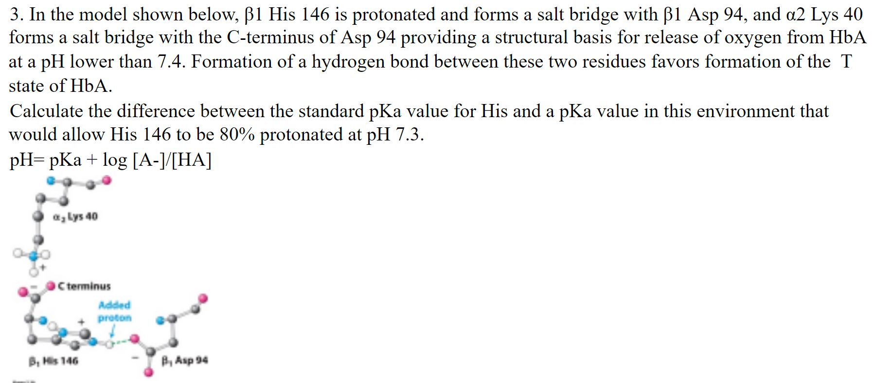 Solved 3. In the model shown below, B1 His 146 is protonated | Chegg.com