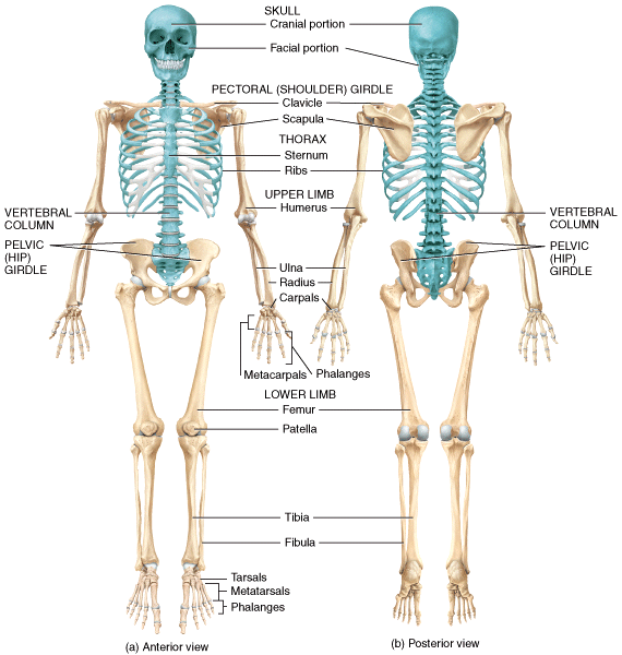 Bones are classified on the basis of their shape and | Chegg.com