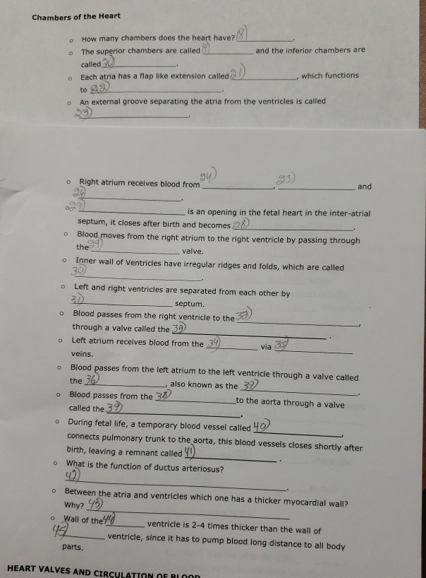 Solved Chambers of the Heart • How many chambers does the | Chegg.com