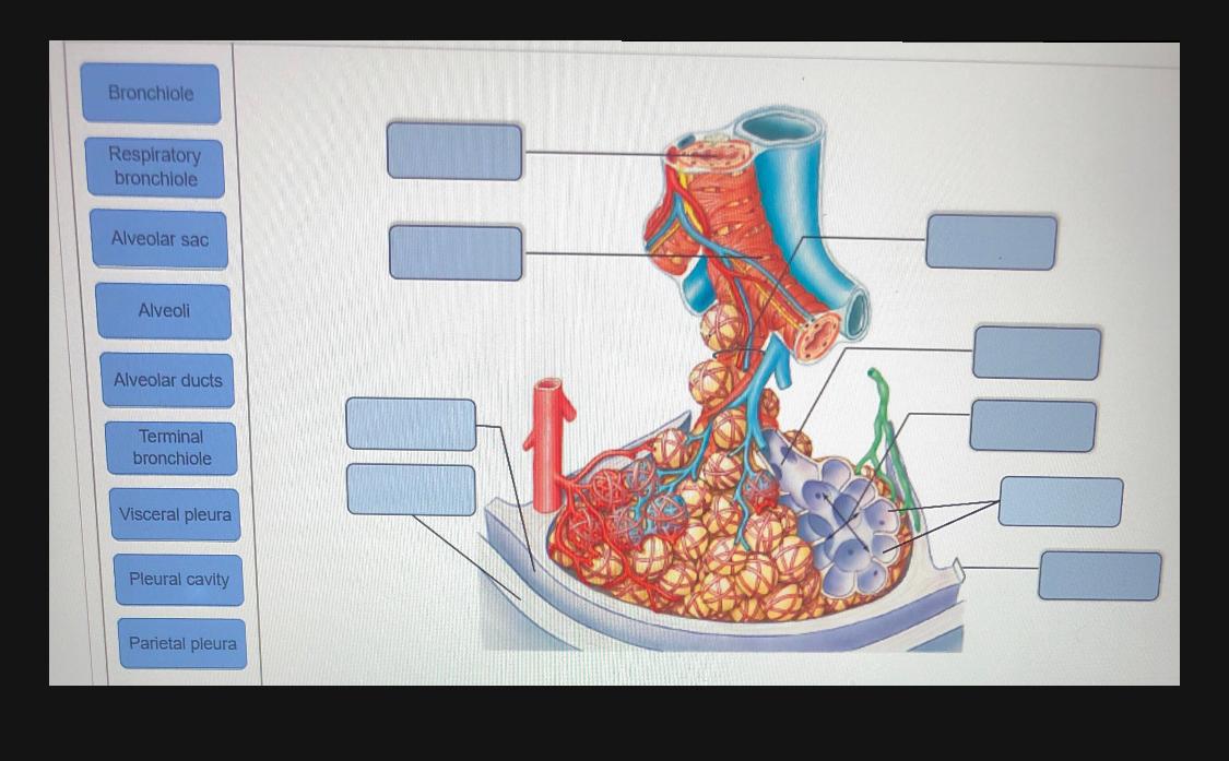 Solved Art-labeling Activity: Structure of a lymph node | Chegg.com