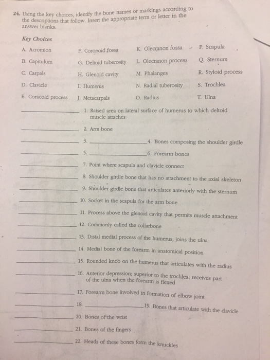 Solved Using the key choices, identify the bone names or | Chegg.com