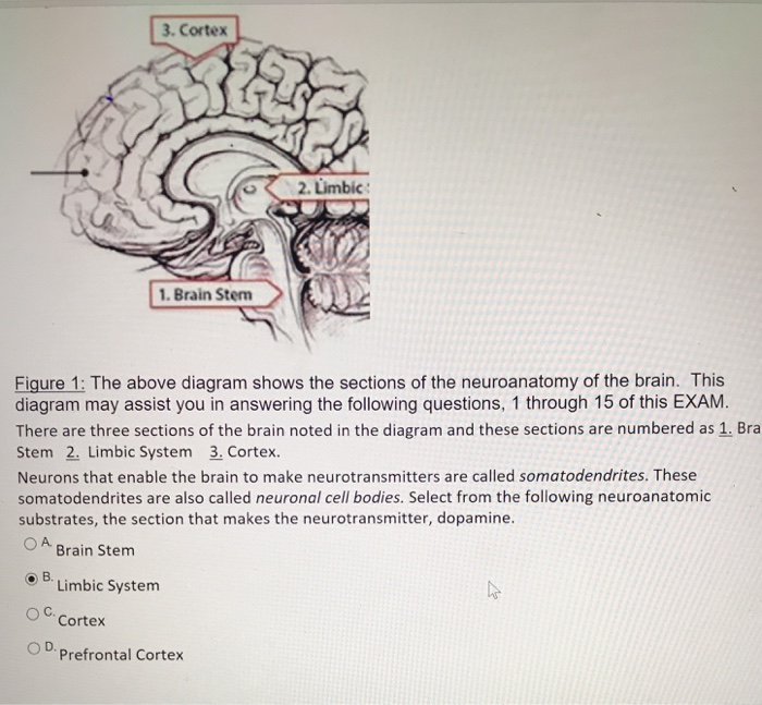 Neuroanatomy Quiz Neuroanatomy Quiz Flashcards | Quizlet