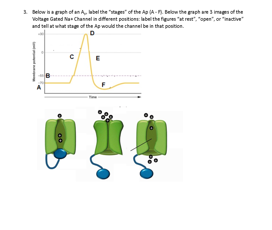 Solved 3. Below is a graph of an Ap, label the "stages" of | Chegg.com