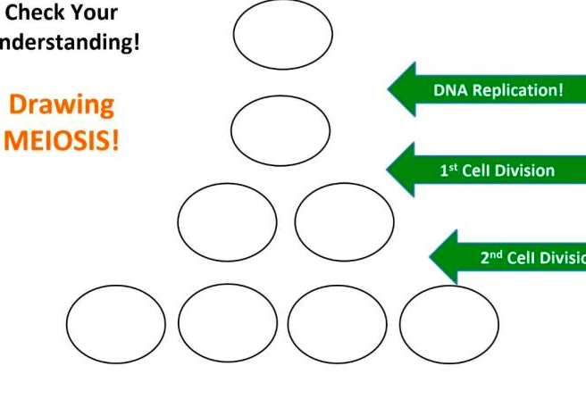Check Your nderstanding! DNA Replication! Drawing | Chegg.com
