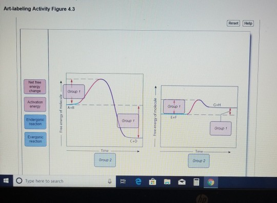 Solved Art-labeling Activity Figure 4.3 Reset Help Net free | Chegg.com