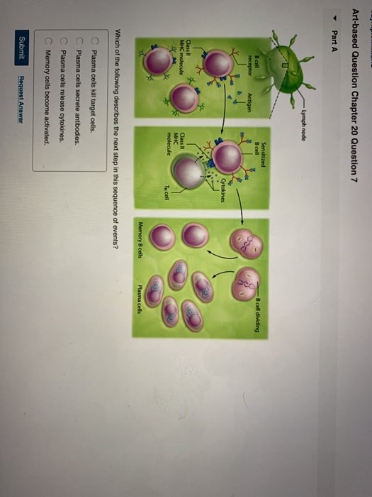 Solved Lymph/Immune Art-based Question Chapter 20 Question 8 | Chegg.com