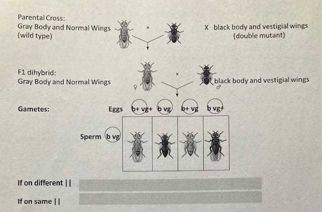 Parental Cross: Gray Body and Normal Wings (wild | Chegg.com