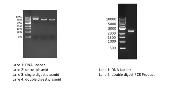 Solved the cloning of the B-RAF gene experiment was done to | Chegg.com