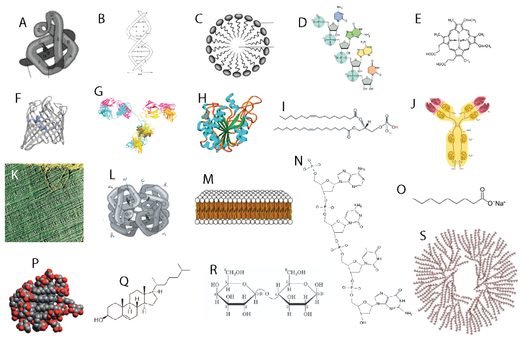 Solved Select all of the molecules that are made primarily | Chegg.com