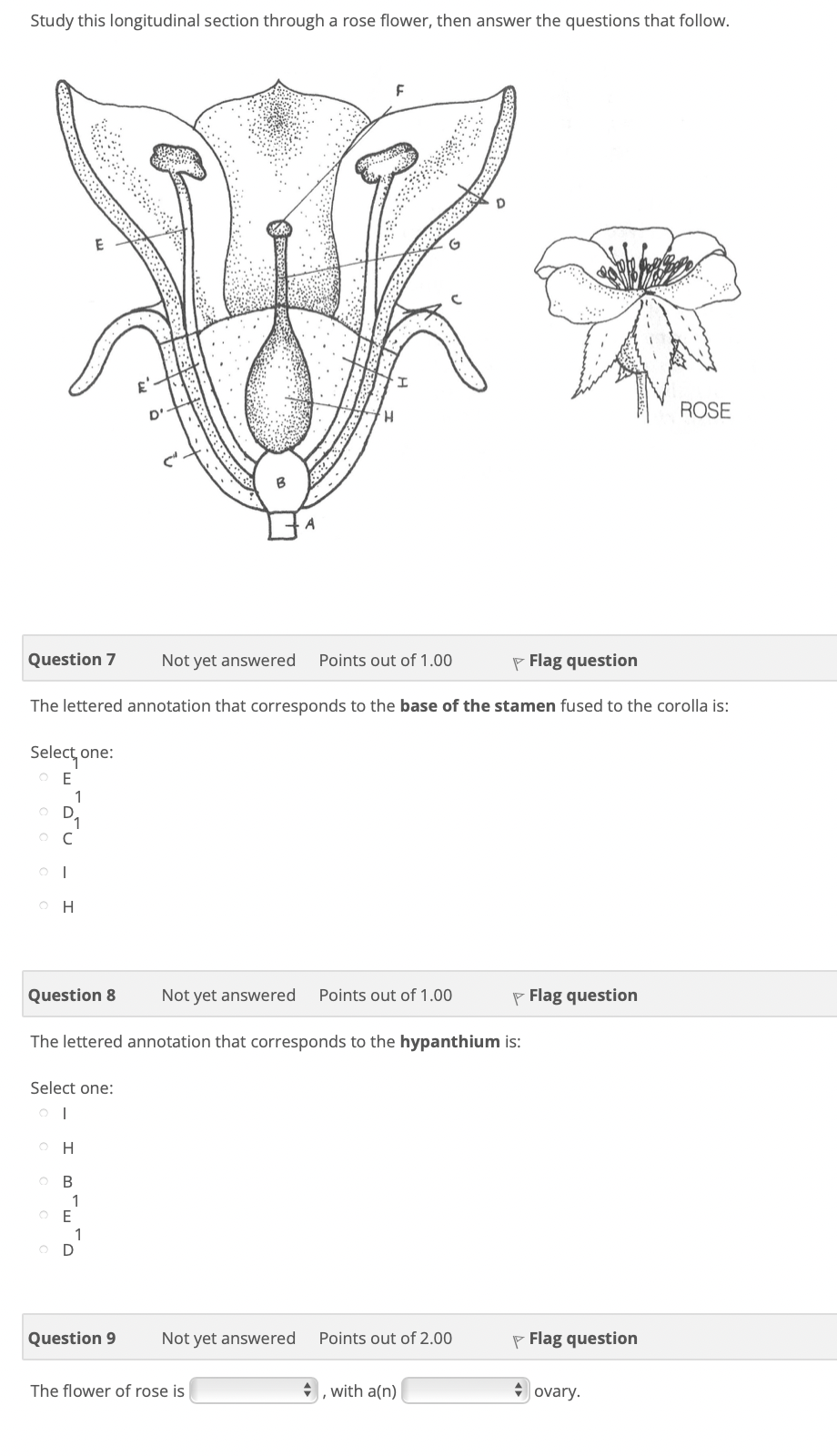 Solved Study this longitudinal section through a rose | Chegg.com