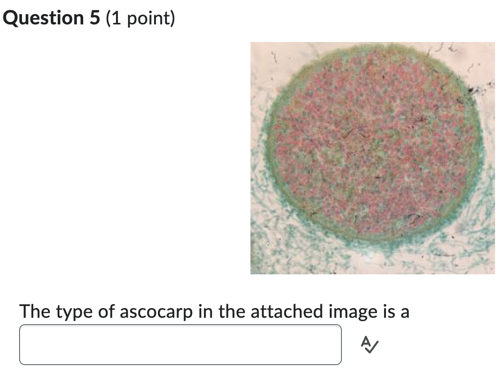 Solved Question 5 (1 ﻿point)The type of ascocarp in the | Chegg.com