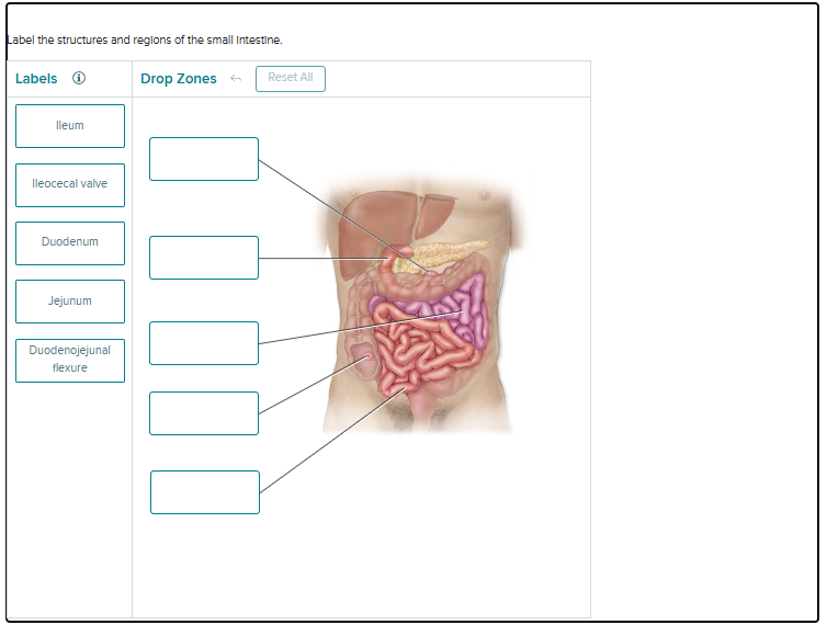 Solved Label the structures and regions of the small | Chegg.com