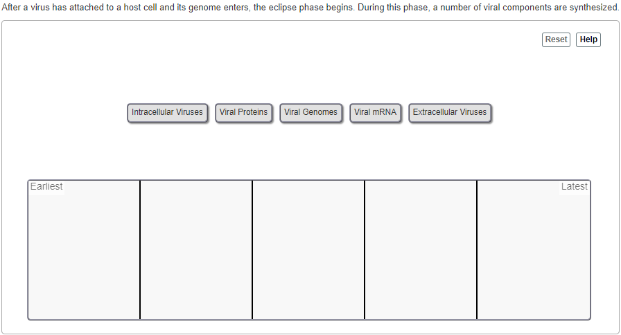 Solved After a virus has attached to a host cell and its | Chegg.com