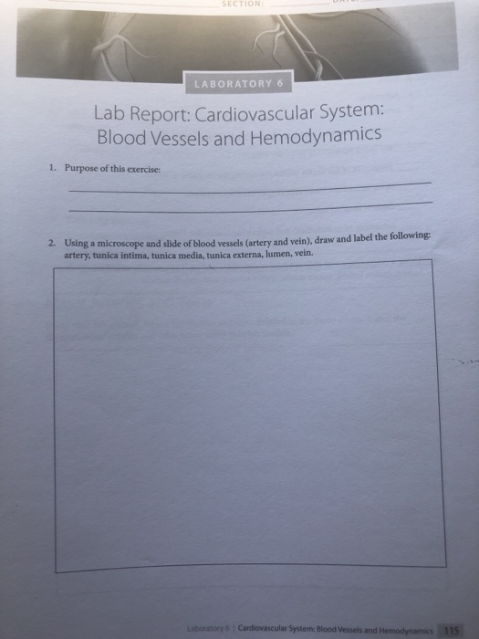 Solved SECTION: LABORATORY 6 Lab Report: Cardiovascular | Chegg.com