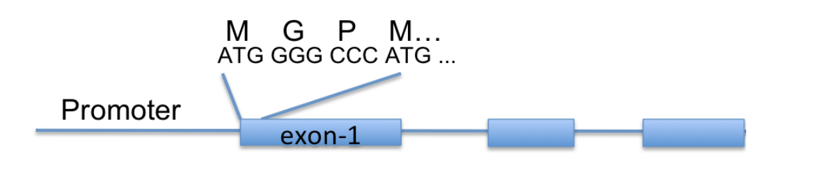 Solved Shown above is a hypothetical 4 exon gene. The first | Chegg.com