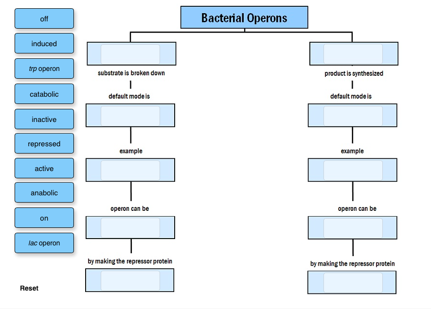 Solved Bacterial Operons off induced trp operorn substrate | Chegg.com